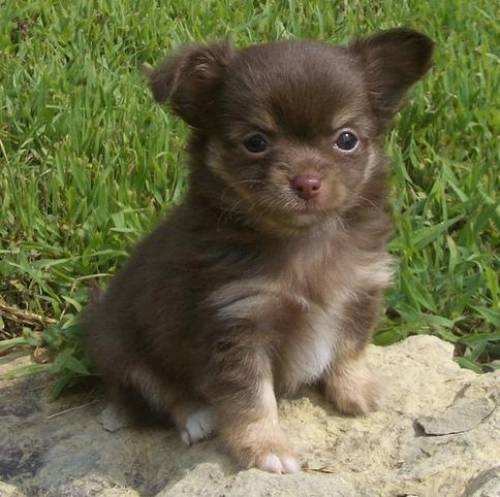Chihuahua Langhaar Welpen